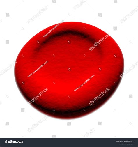 Macrocyte Abnormal Red Blood Cell Digital Stock Illustration 2399953591