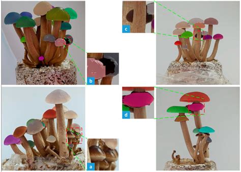 Ac R Cnn Pixelwise Instance Segmentation Model For Agrocybe