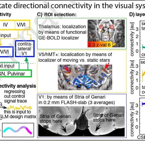 Resting State Directional Connectivity In The Visual System This Figure Download Scientific