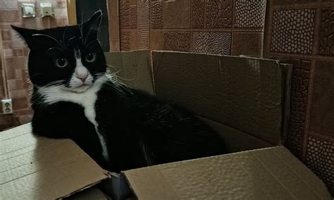 Вчені визначили які сигнали кішок люди розпізнають неправильно