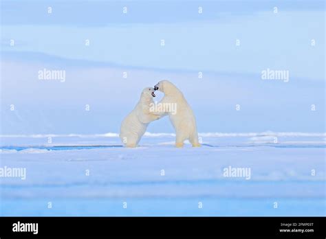 Polar Bear Dancing Fight On The Ice Two Bears Love On Drifting Ice