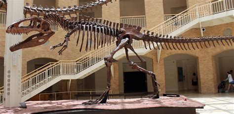 My Prehistoric Saga What If Are Giganotosaurus And Mapusaurus The
