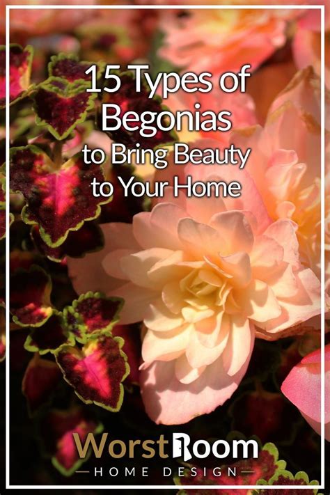 15 Types Of Begonias To Bring Beauty To Your Home Begonia Easy Care