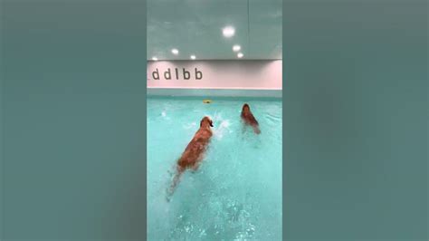 리트리버 첫 수영 입수 Youtube