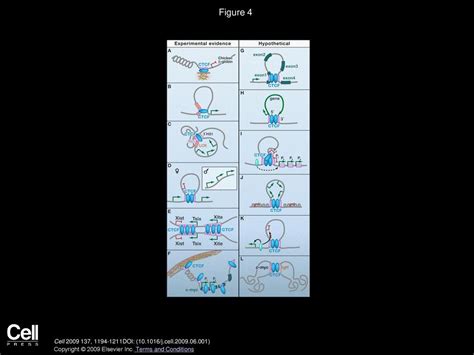 ctcf master weaver of the genome ppt download