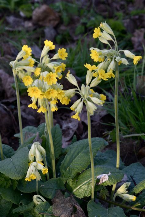 Cowslip Flower Calf In Summer Field Cowslip Flower Tattoo Cowslips