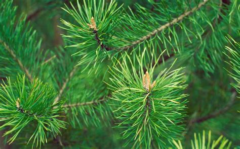 Pine Tree Identification By Needles Guide Curb Wise
