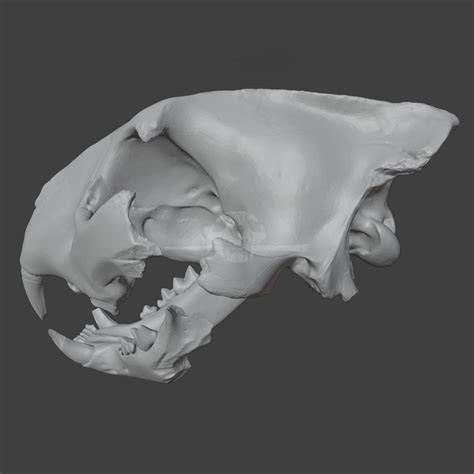Second Tsavo Man Eater Lion 3d Skull Low Poly Stl For 3d Printing Etsy