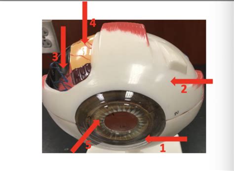 Eye Model Flashcards Quizlet Eye Model Flashcards Quizlet
