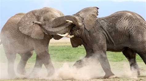 When Elephants Fight Its The Grass That Suffers — Scott Donald Pluta