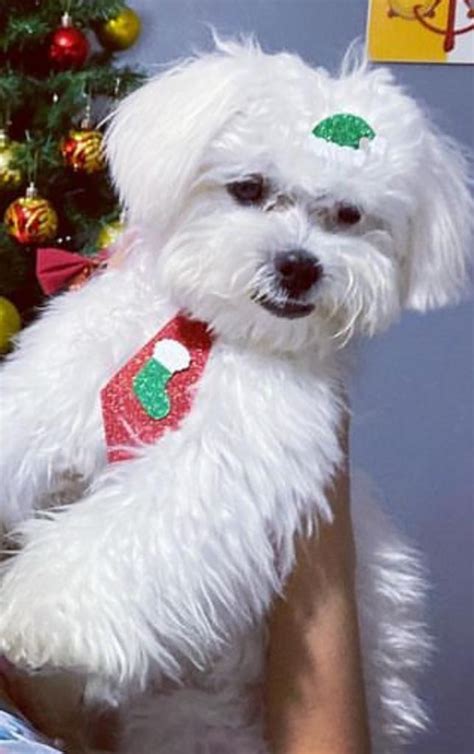 Projeto Detecção Object Detection Dataset And Pre Trained Model By Cesar School