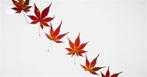 흰색 바탕에 빨간 단풍나무 잎의 긴 줄 사진 Unsplash의 무료 가을 이미지