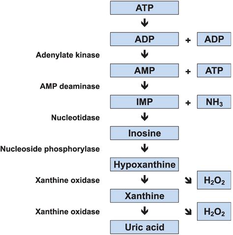 Mcardle Disease And Exercise Physiology