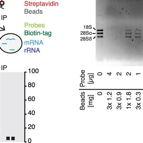 Rna Seq Based Analysis Of Off Target Depletion Non Rrna Transcript