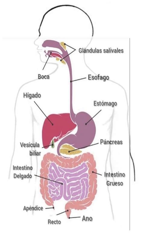 Esquema Del Aparato Digestivo Completo En Mi