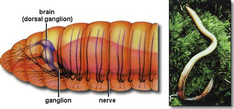 Earthworm Ganglia Solved In The Image Of The Dissected Earthworm Shown