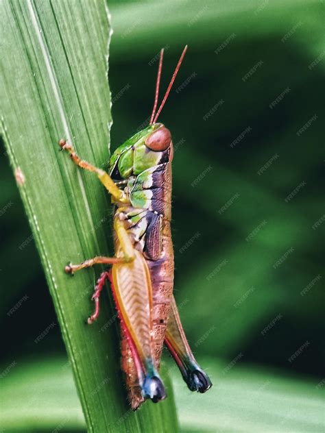 Premium Photo Grasshopper On The Grass