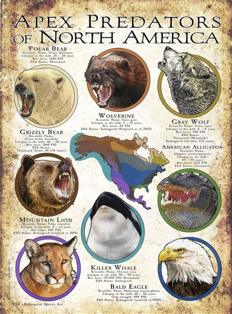 Apex Predators Of North America Poster Print Animal Infographic