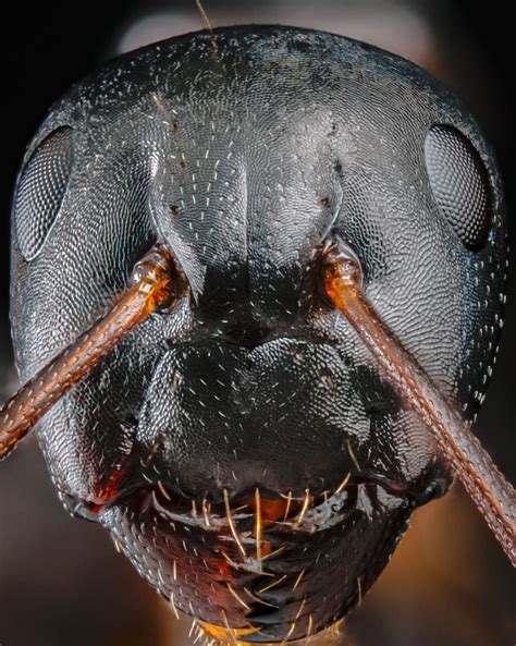 These Unexpectedly Fearsome Photos Of Ants Will Keep You Up At Night