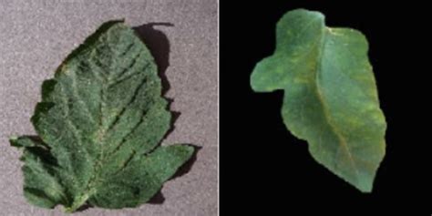 Sample Images In Plant Village Dataset Download Scientific Diagram