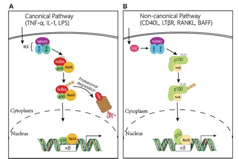 Figure from Dissecting the Crosstalk Between Nrf and NF κB Response Pathways in Drug Induced