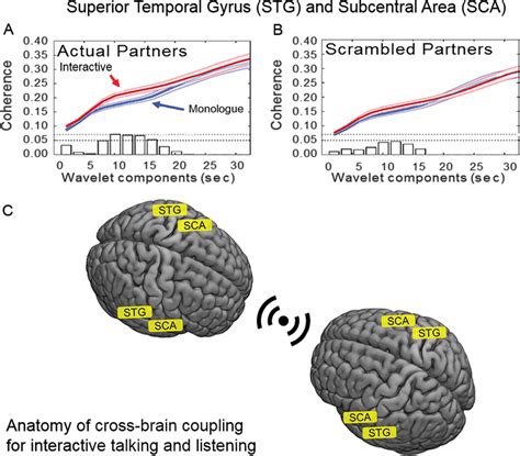 Cross Brain Coherence Signal Coherence Between The Stg And Sca Of Download Scientific Diagram