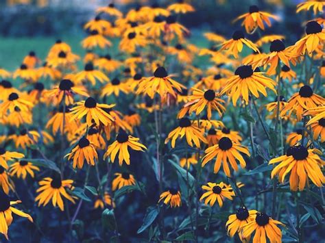 Premium Photo Yellow Sea