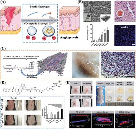 angiogenic properties of self‐assembling peptides a schematic