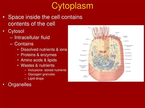 PPT The Cell PowerPoint Presentation Free Download ID 939815