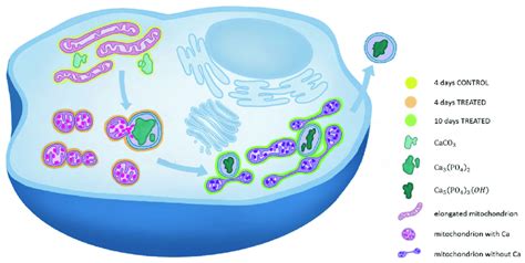 Scheme Of An Osteosarcoma Cell In Yellow Orange And Green Are Download Scientific Diagram