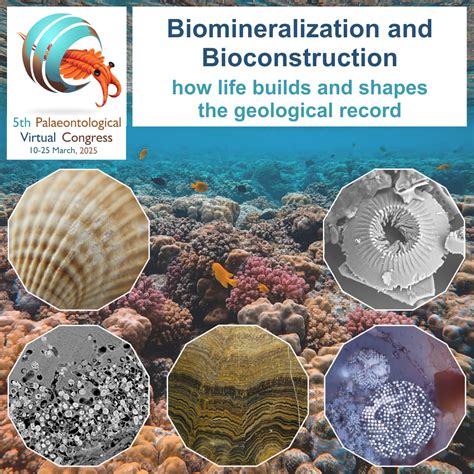 Biomineralization And Bioconstruction How Life Builds And Shapes The