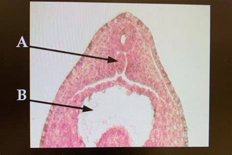 Solved Image 1 And 2 Are Together Image 3 And 4 Are