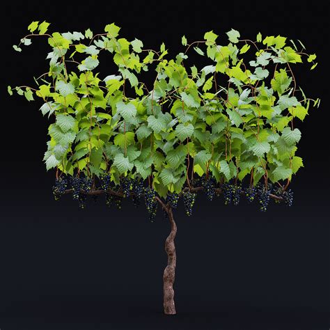 Modelo 3d Vitis Vinífera V2 Turbosquid 1943581