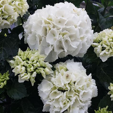 Overdevest Nurseries Lp Hydrangea Mac White Out