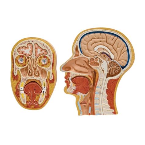 2 Section Head Anatomical Model Labelled Hab Direct