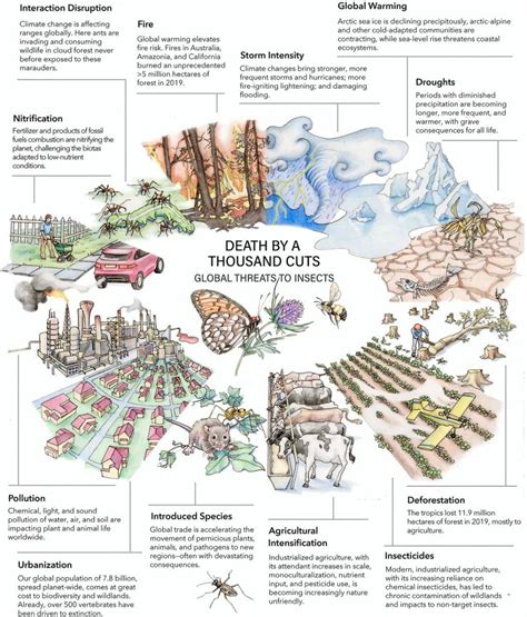 Scientists Sound Alarm About Insect Apocalypse Ecowatch