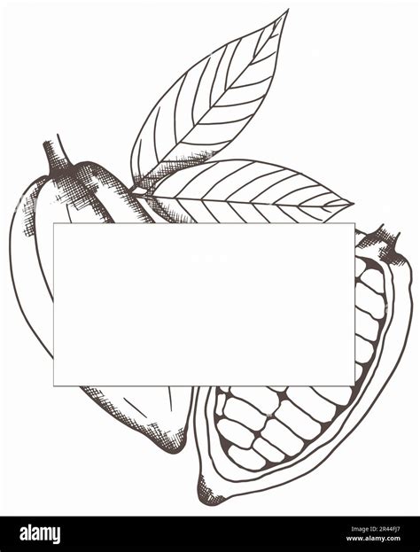 Hand Drawn Vintage Cacao Branch Liner Frame Illustration Floral Wreath Cocoa Leaves And Pod