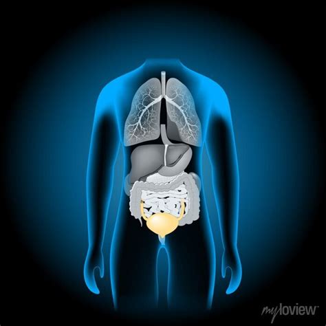 Human Internal Organs X Ray Blue Realistic Torso • Wall Stickers