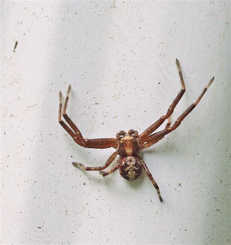 Bug Othe Week Ground Crab Spiders Riveredge Nature Center