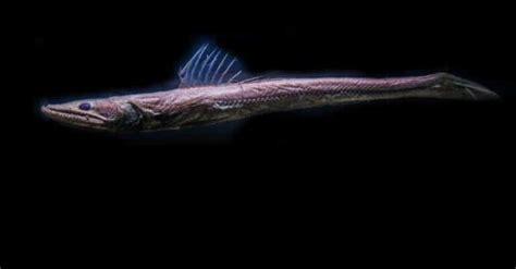 Viperfish Animal Facts Chauliodus A Z Animals