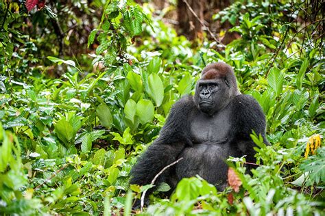 Cross River Gorilla Habitat