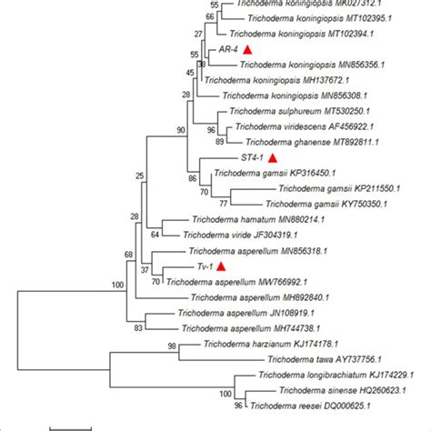 Figure Phylogenetic Tree Of Antagonistic Trichoderma Strains Ar Download Scientific Diagram