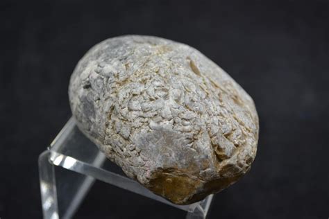 Fine Example Of Coprolite Fossilized Dinosaur Droppings