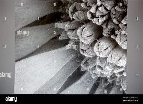Polen Images On Sem Analysis Of Nanostructures And Nanodevices