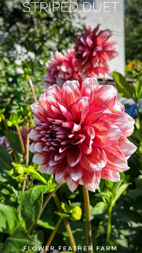 Bacardi Dahlia Tubers B12 At Flower Feather Farm Specialty Chicks And