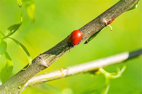 Ladybug Bug Insect Free Photo On Pixabay Pixabay