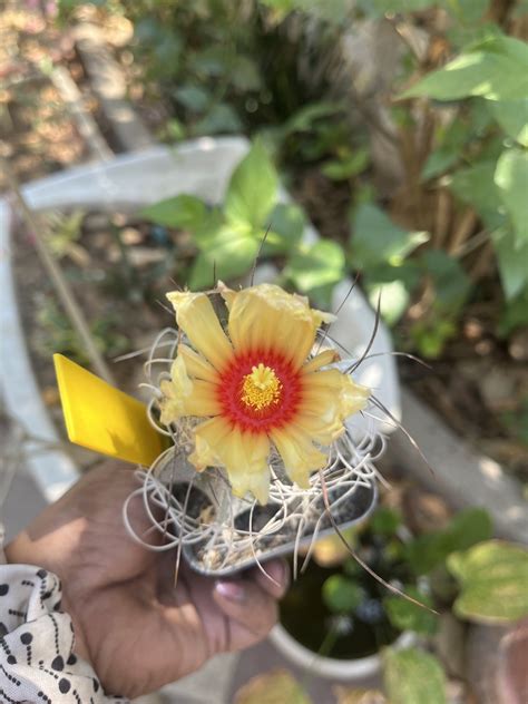 Desert 🌵 Meet The Stunning Variegated Gymnocalycium 🌵 Natures