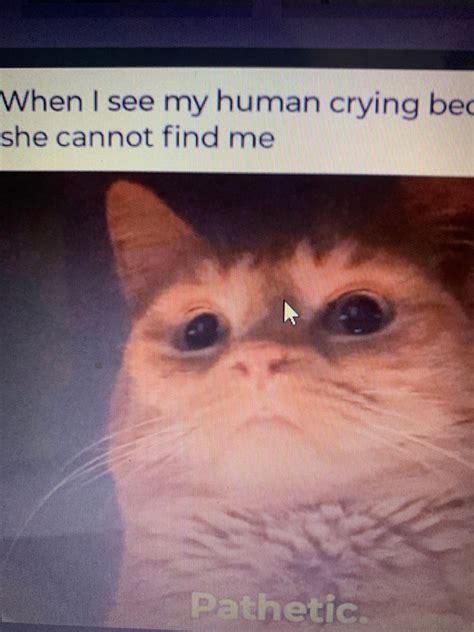 Pov Your The Cat Pathetic Hooman In 2022 Cats Pov Pandora Screenshot
