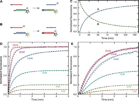 Figure 1 From Modelling Dna Strand Displacement Reactions In The