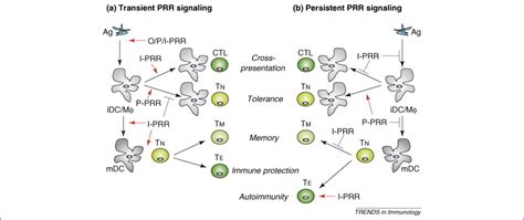 How Pattern Recognition Receptor Triggering Influences T Cell Responses A New Look Into The